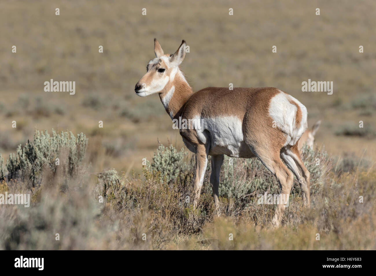 Baby antelope pronghorn hi-res stock photography and images - Alamy