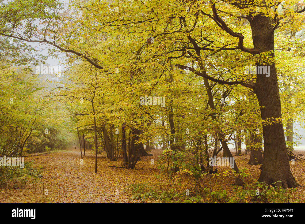 Path Through Belfairs Woods with Lots of Autumn Colour Stock Photo - Alamy