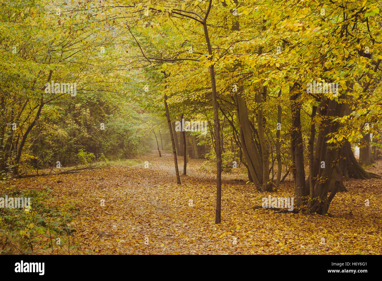 Belfairs hi-res stock photography and images - Alamy