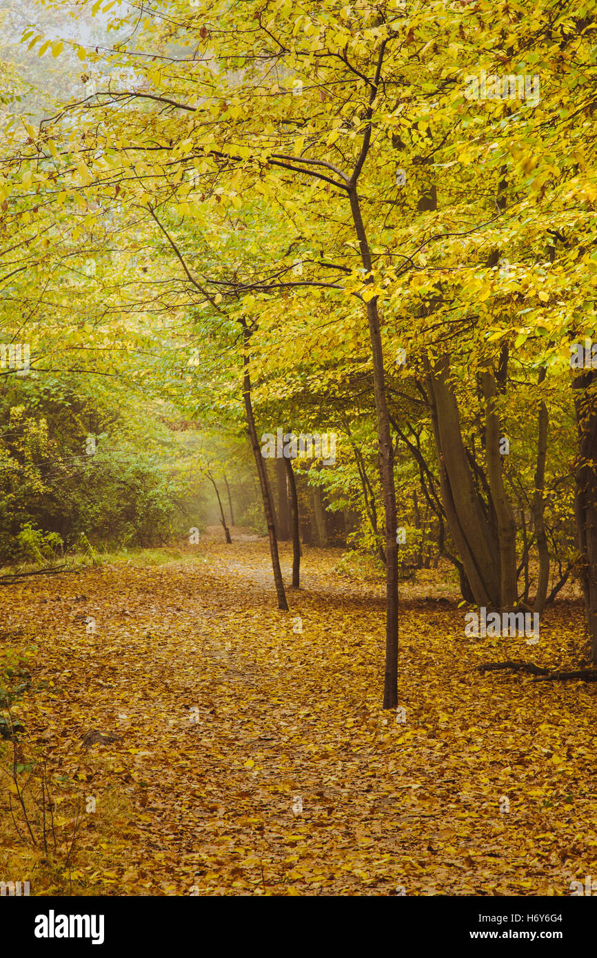 Belfairs hi-res stock photography and images - Alamy