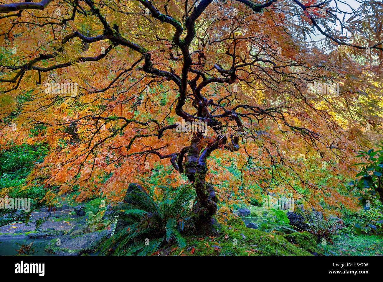 The Japanese Maple Tree is full fall colors at Japanese Garden in ...