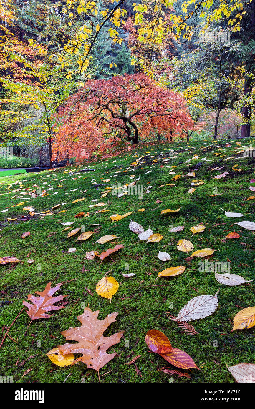 Japanese Maple Tree on a Moss Covered Slope at Japanese Garden in ...