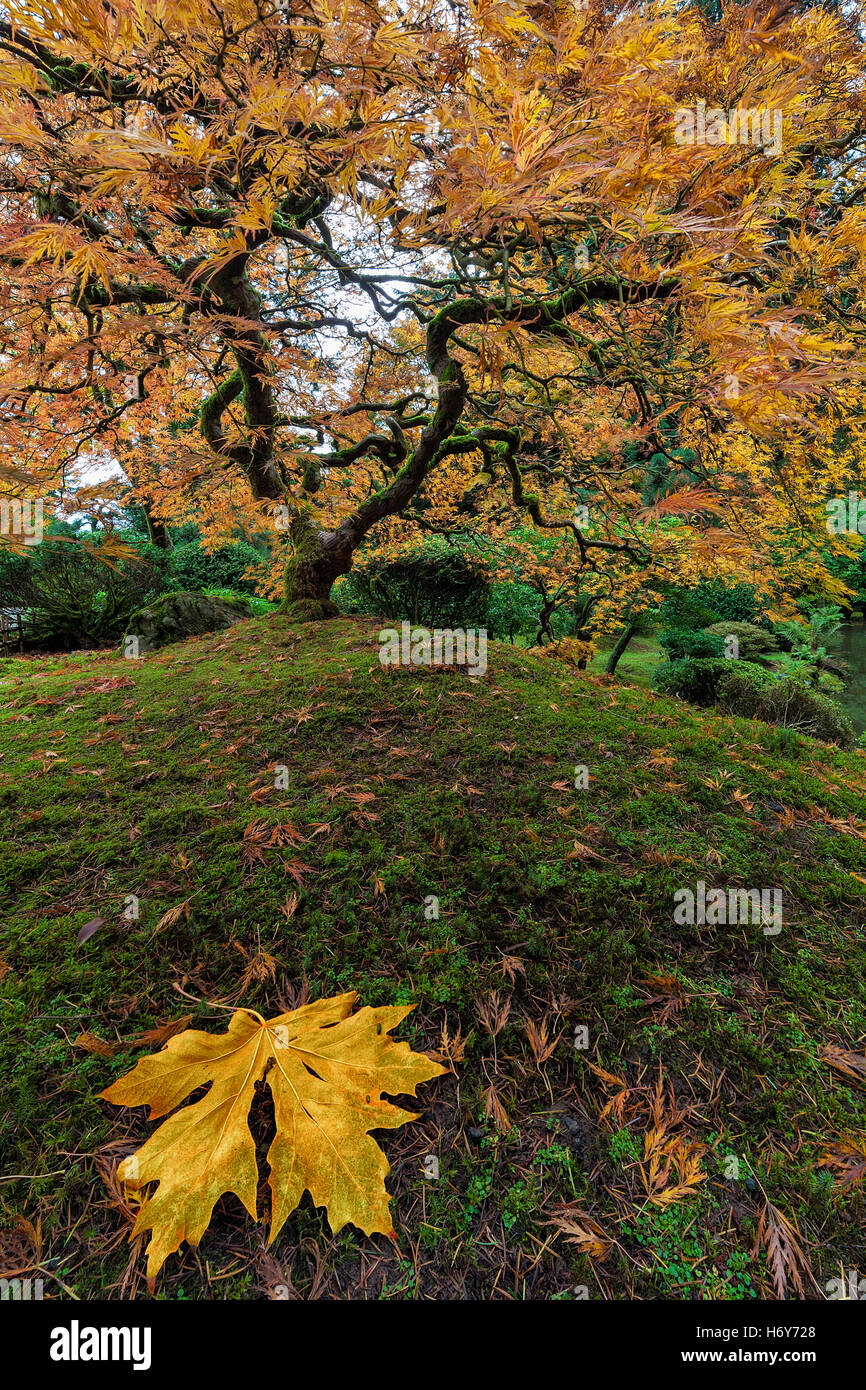 The Japanese Maple Tree at Japanese Garden in the Fall of 2016 Stock ...