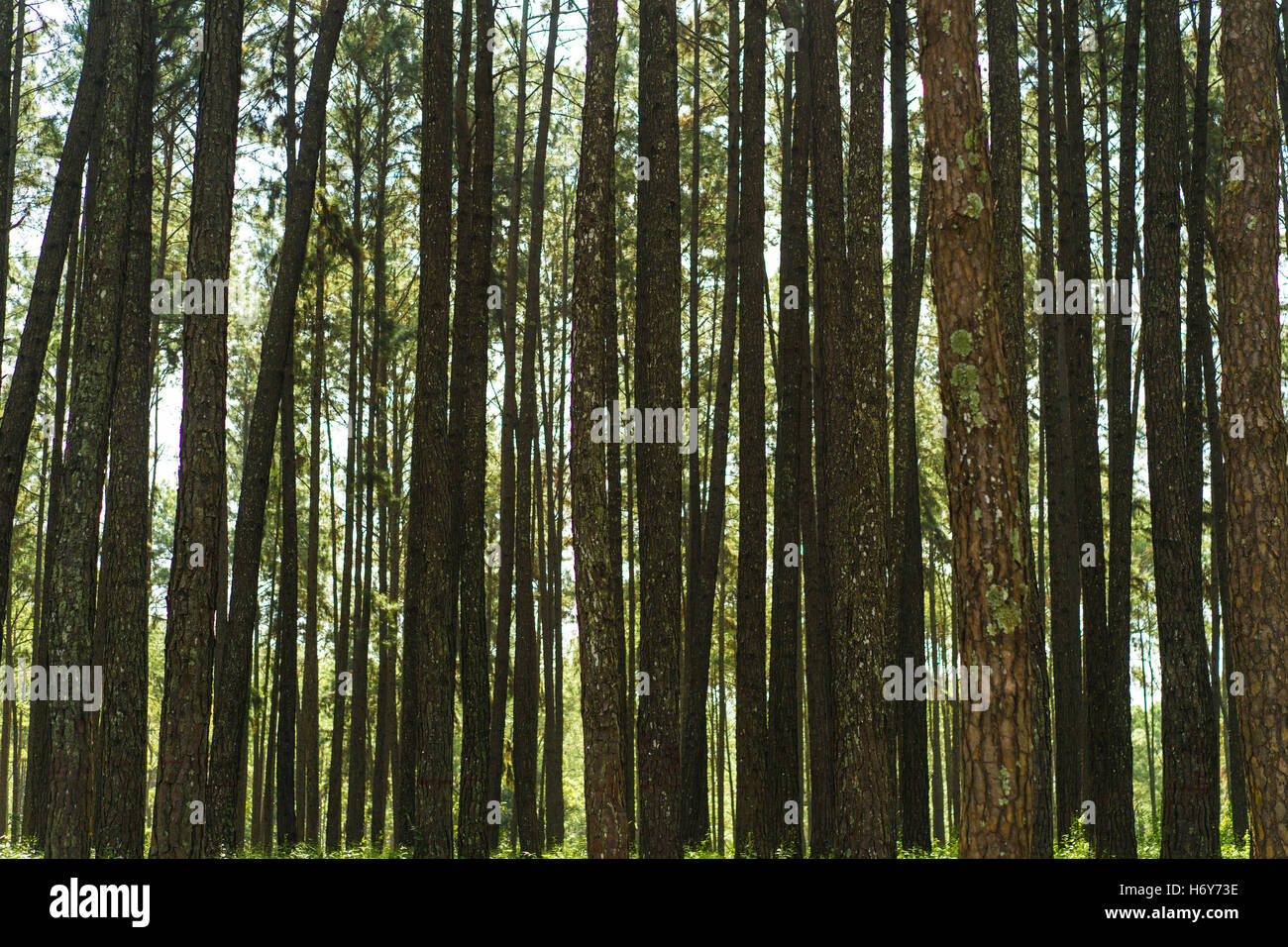 Pine tree background,Green forest Stock Photo - Alamy