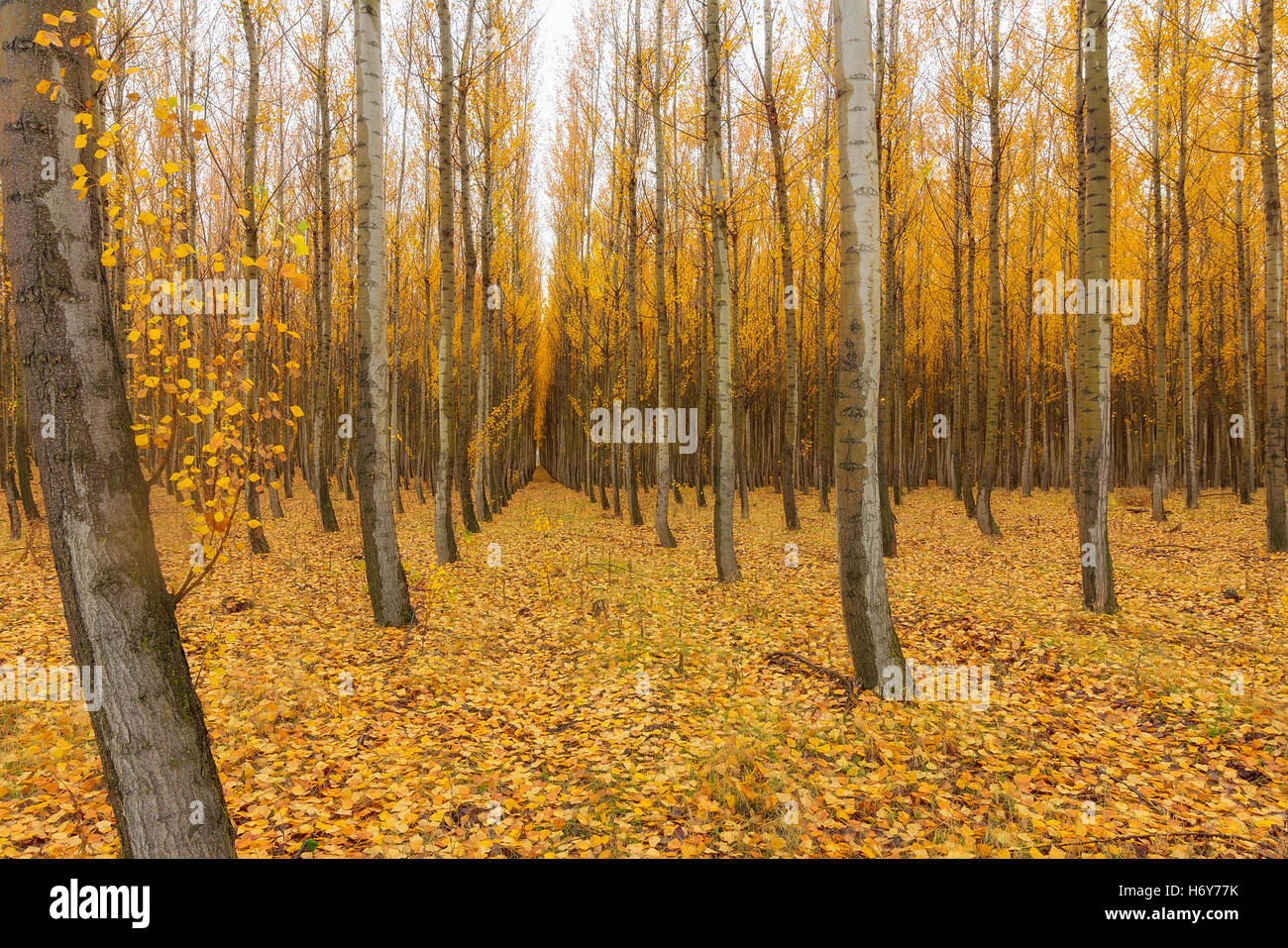 Poplar Tree Farm in Boardman Oregon in Fall Season Stock Photo - Alamy