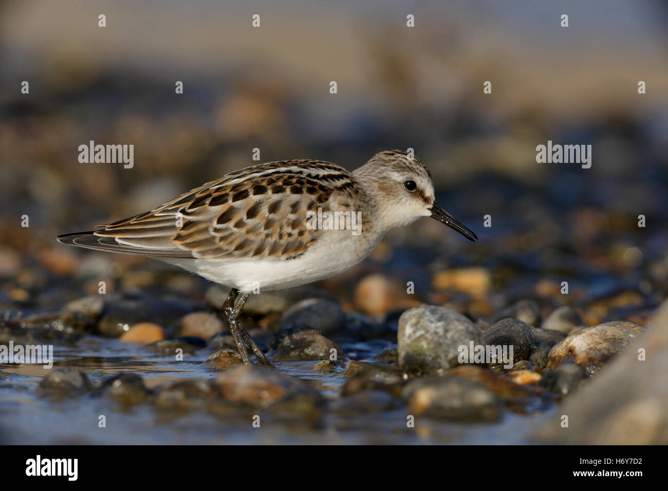 Little Stint High Resolution Stock Photography and Images - Alamy
