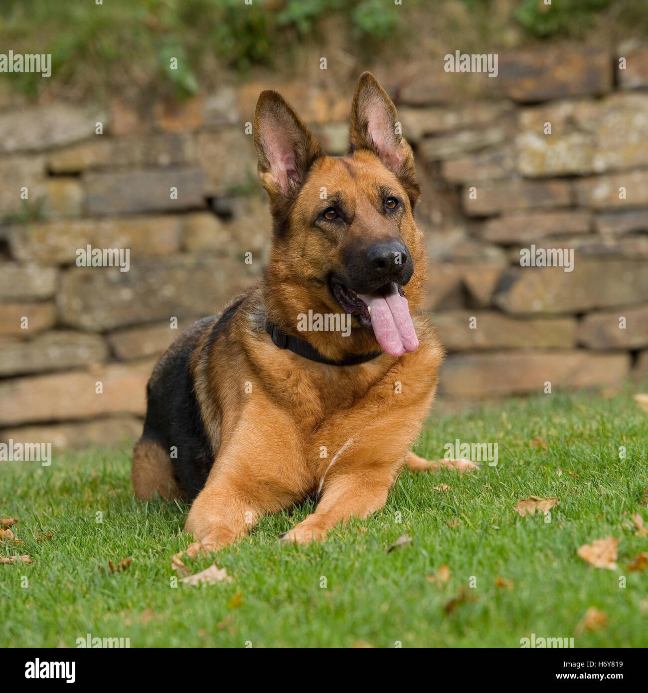 german shepherd dog Stock Photo - Alamy