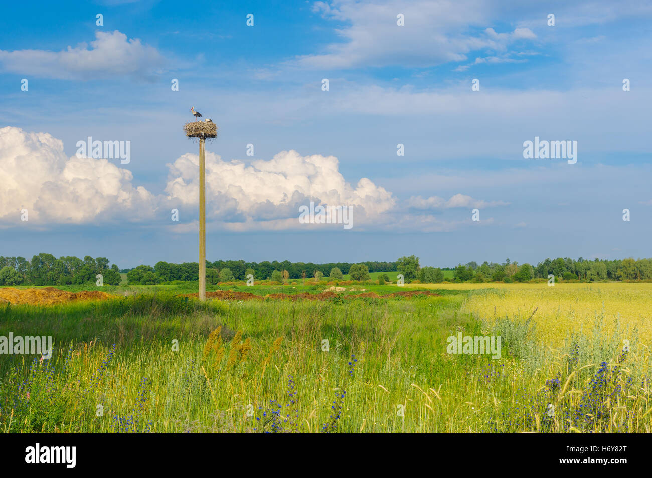 Ukrainian fauna hi-res stock photography and images - Alamy