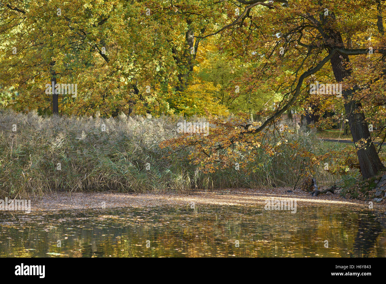 Water on leaves hi-res stock photography and images - Alamy