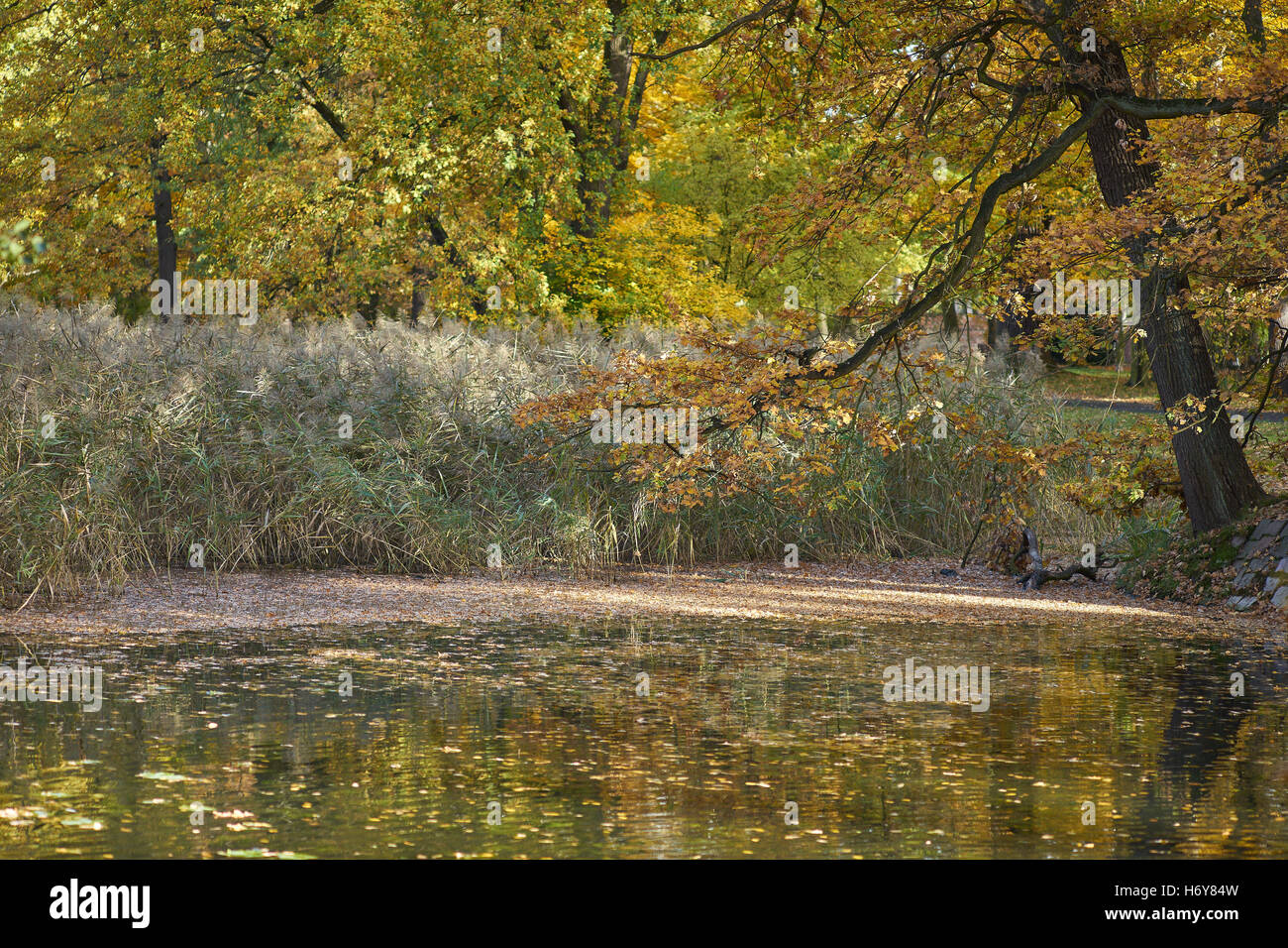 Reeds and fallen autumn leaves on the quiet water Stock Photo - Alamy