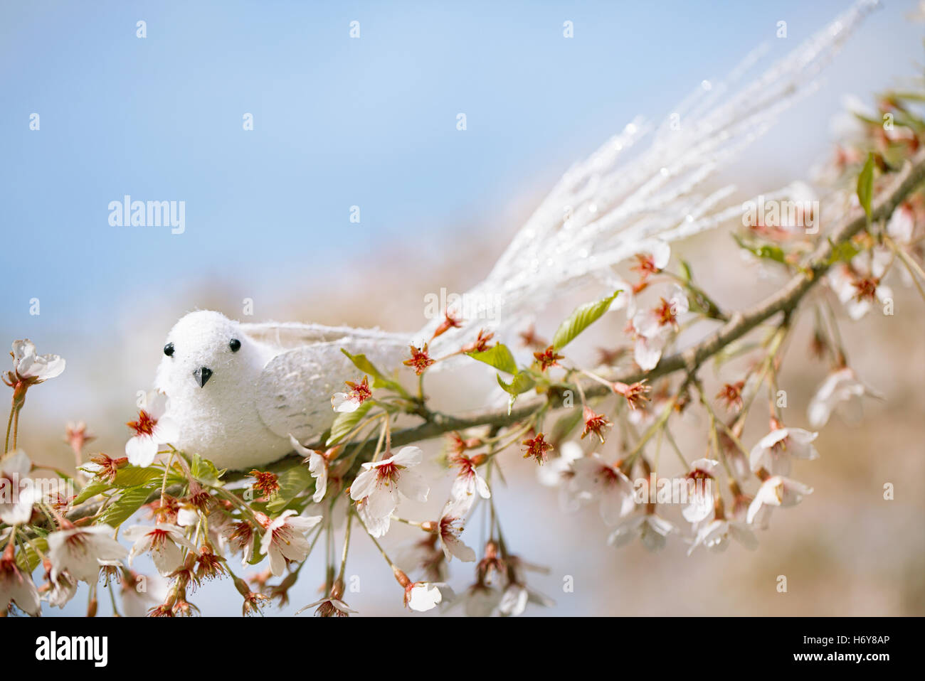 Little bird in Spring with blossom cherry flower sakura Stock Photo - Alamy