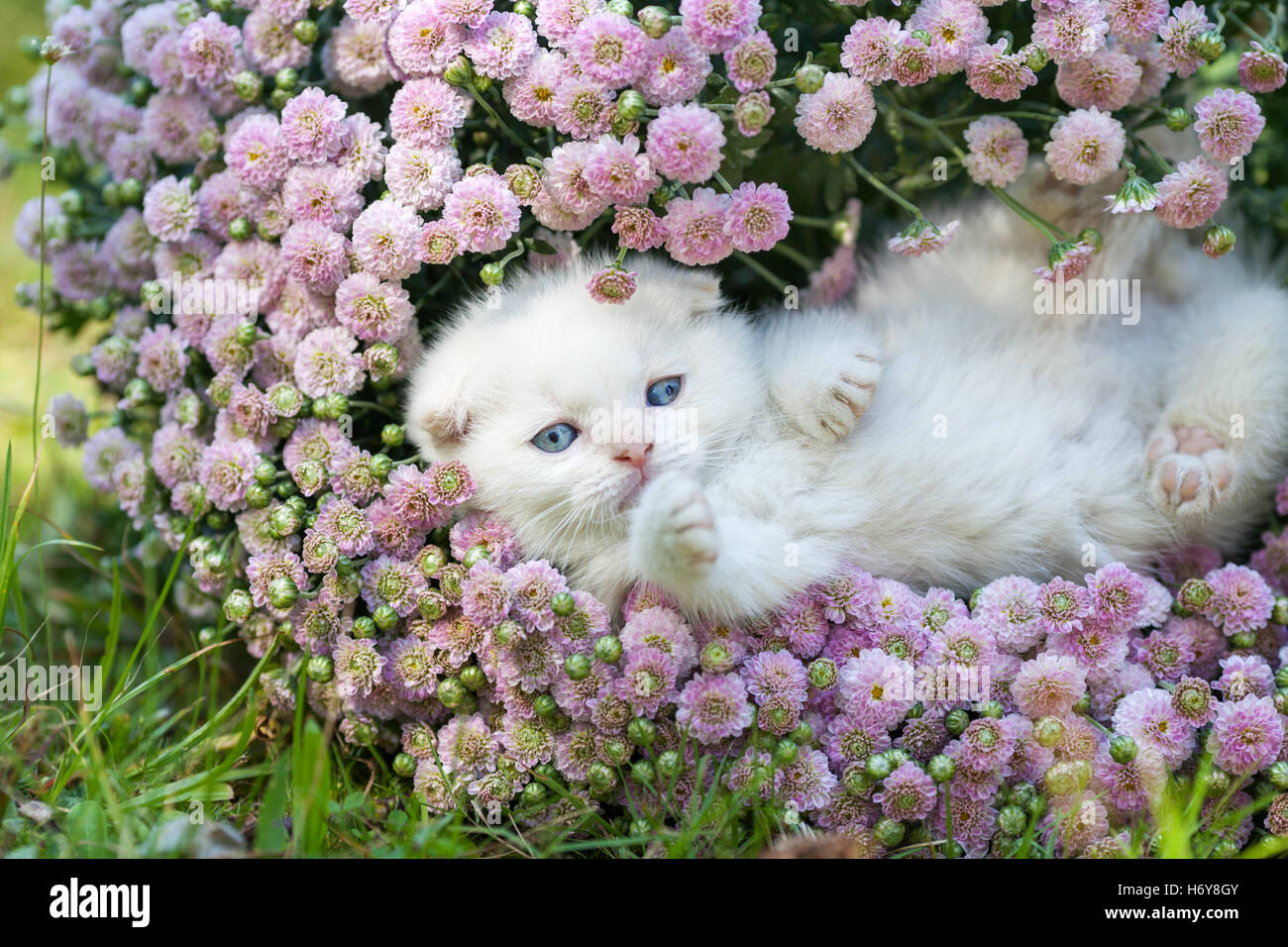 Cute Tiny White Kittens