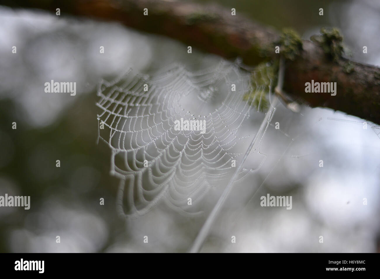 Tangled into nature's web Stock Photo - Alamy