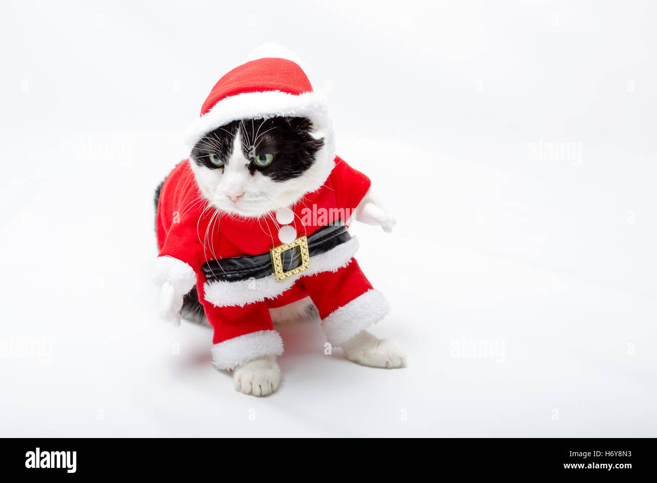 funny Christmas Cat Stock Photo - Alamy