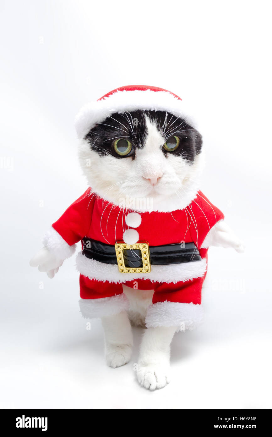 Santa Claus Kitty Stock Photo - Alamy