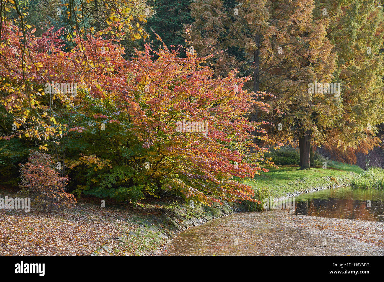 Red beech trees hi-res stock photography and images - Alamy