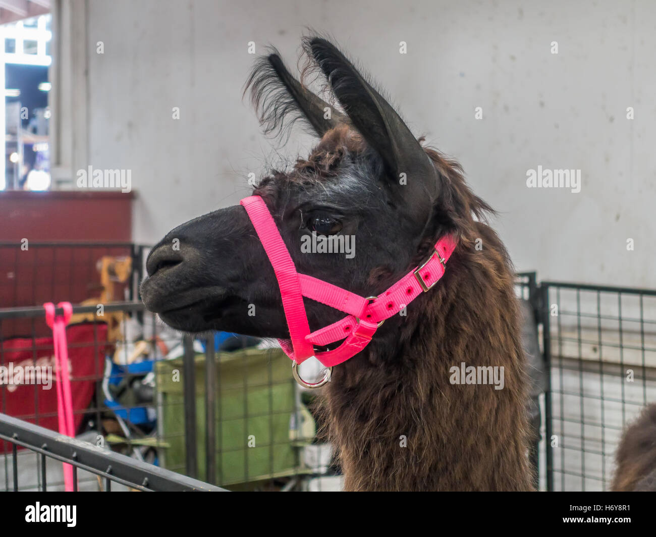 A portrait of a brown Alpaca with pointy ears in a pink harness Stock ...