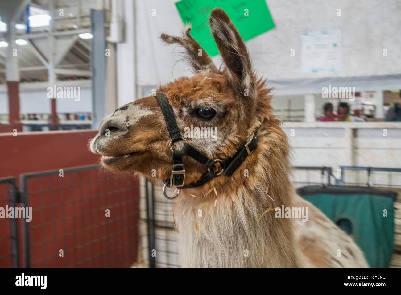 Pointy ears hi-res stock photography and images - Alamy