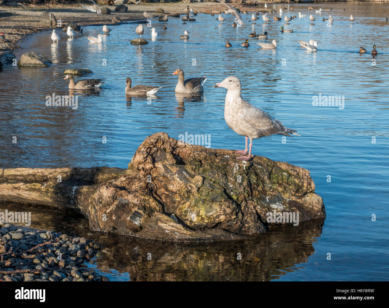 A seagull roosts on top of a log on Lake Washington near Seattle. Other ...