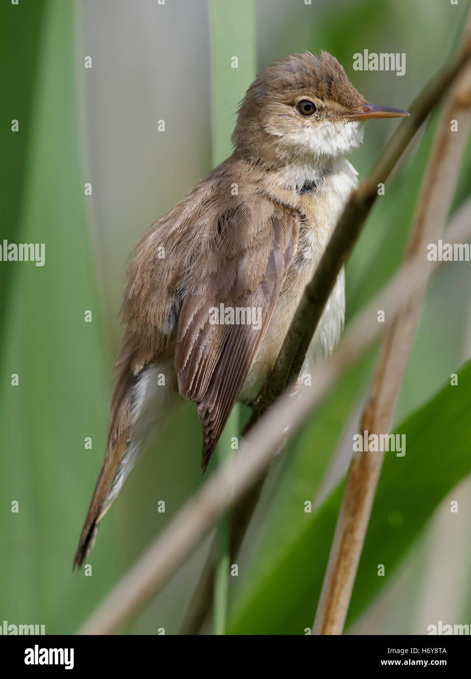 Eurasian Reed Warbler, Acrocephalus scirpaceus, perching in a reed bed ...