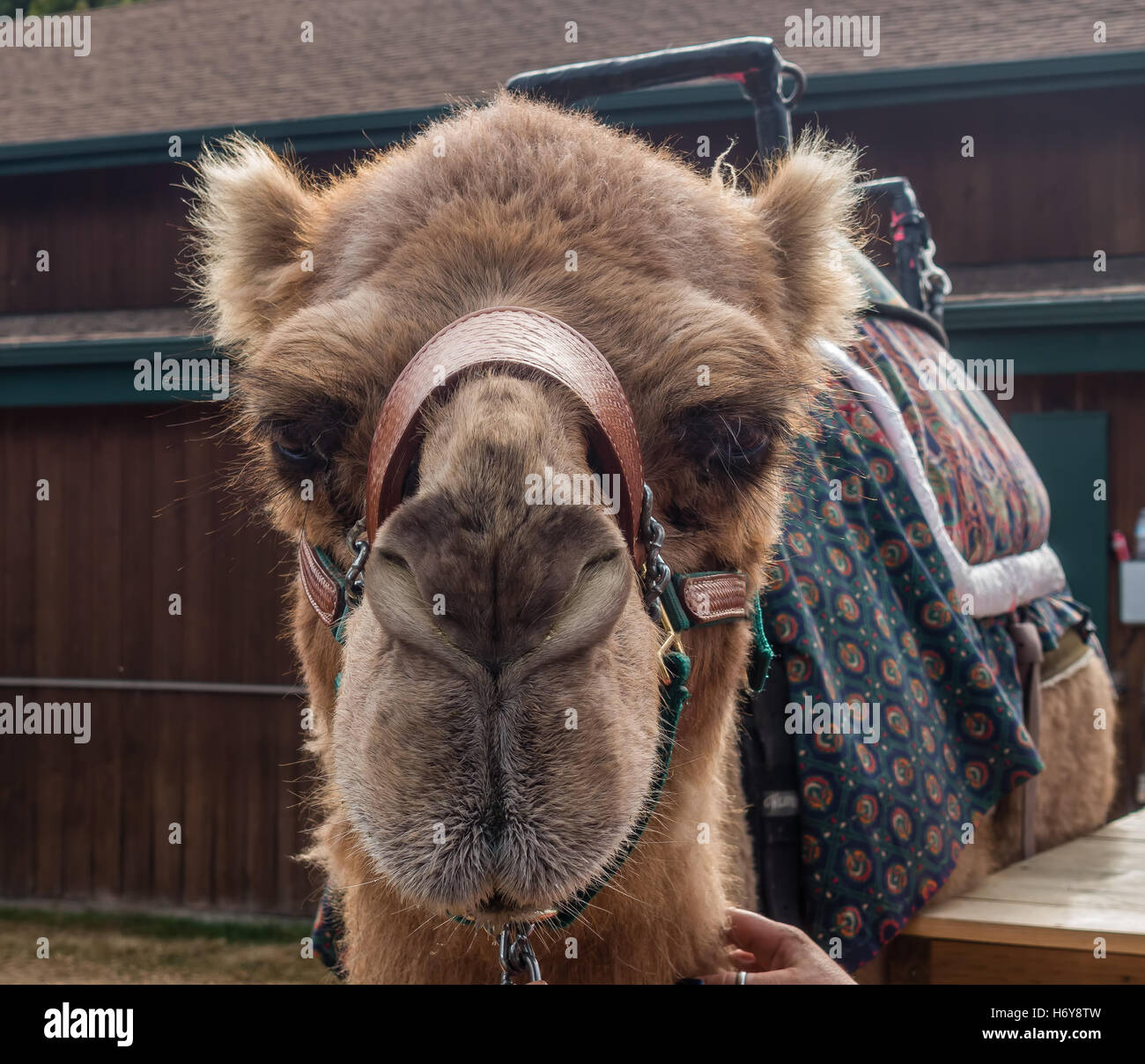 Portrait of camel hi-res stock photography and images - Alamy
