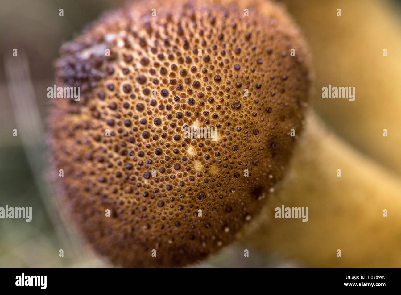 Leopard earthball fungus hi-res stock photography and images - Alamy