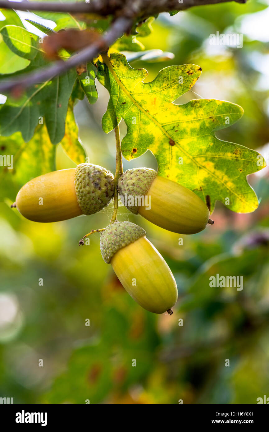 Acorn the nut of the oak tree Stock Photo - Alamy