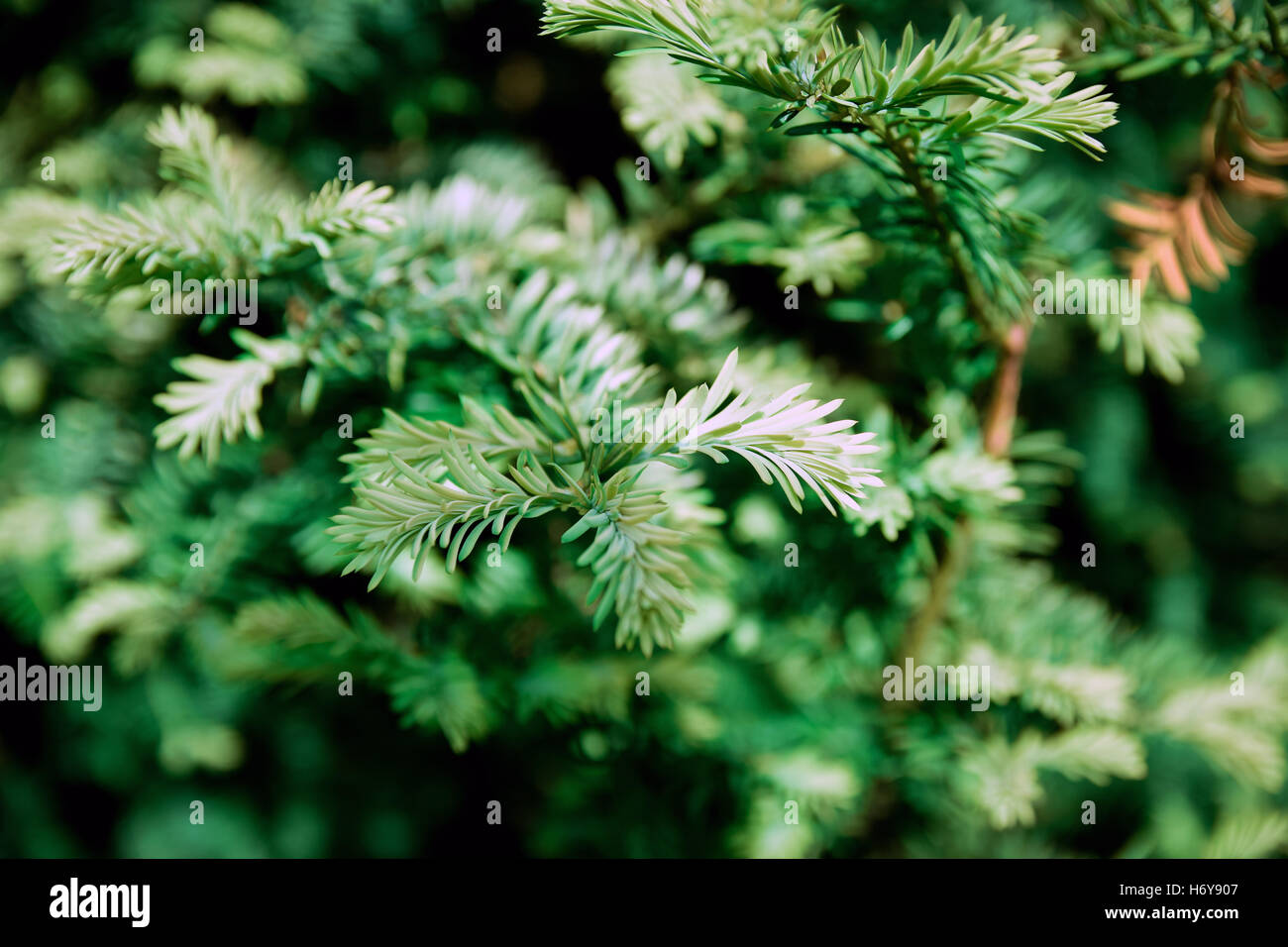 Christmas tree leaves hi-res stock photography and images - Alamy