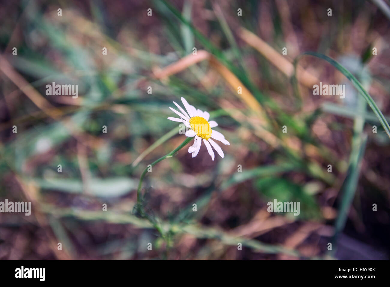 Lonely flower hi-res stock photography and images - Alamy