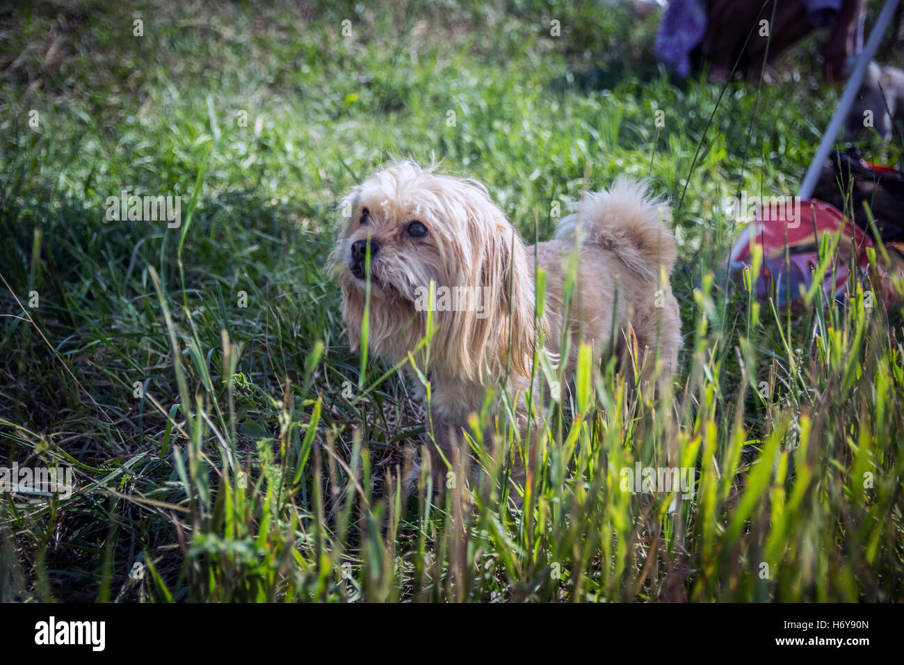Fluffy cute scared dog Stock Photo - Alamy