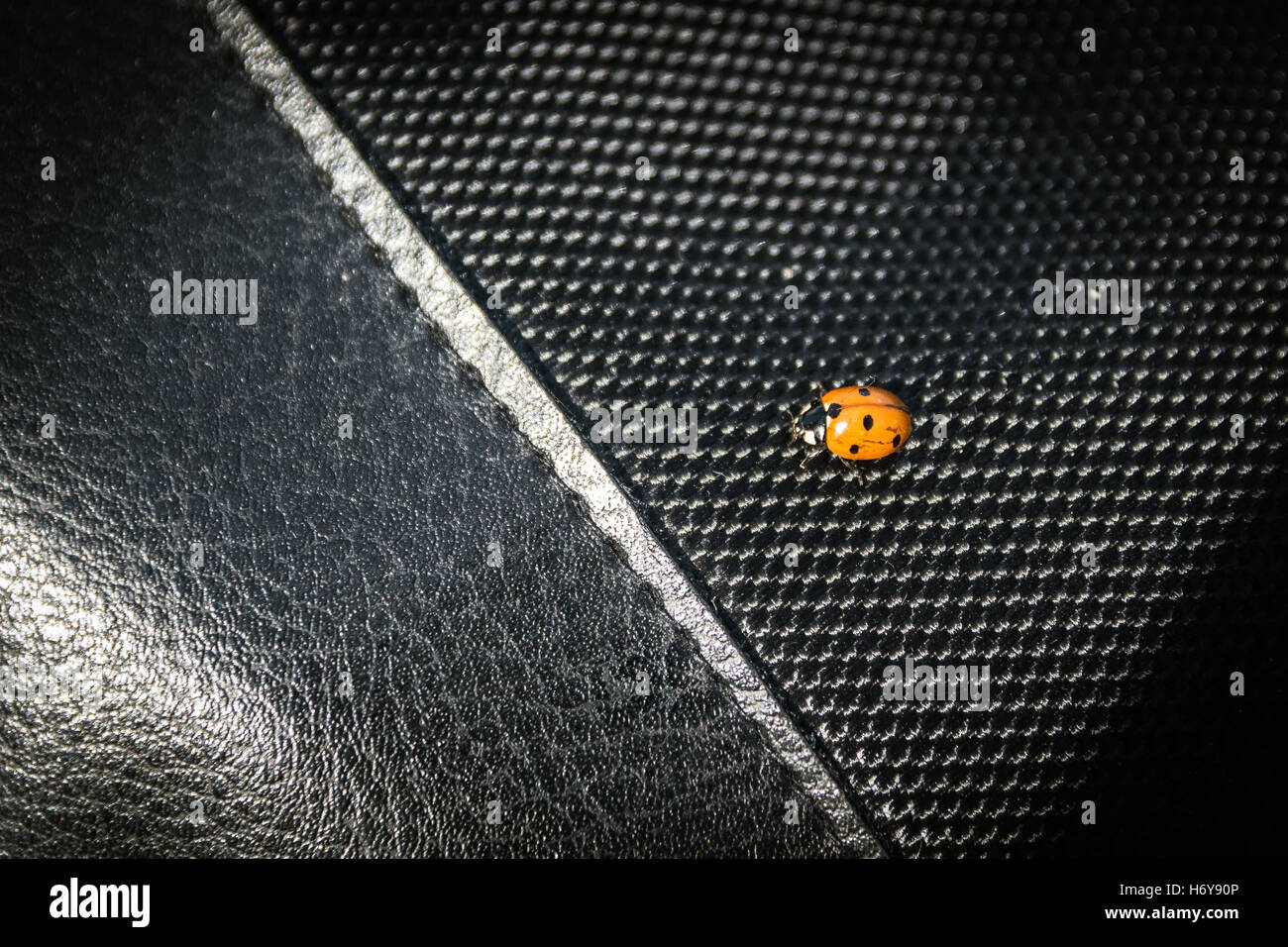 Lady bug bird Stock Photo - Alamy