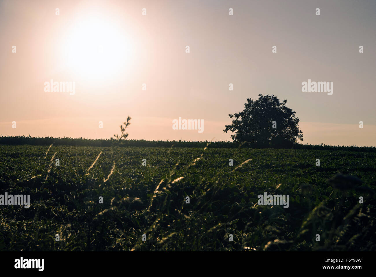 Pale sun image picture wallpaper Stock Photo - Alamy
