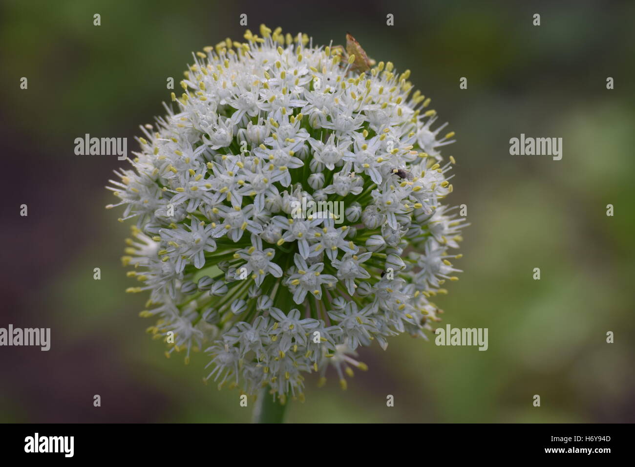 Globose onion flower Stock Photo - Alamy