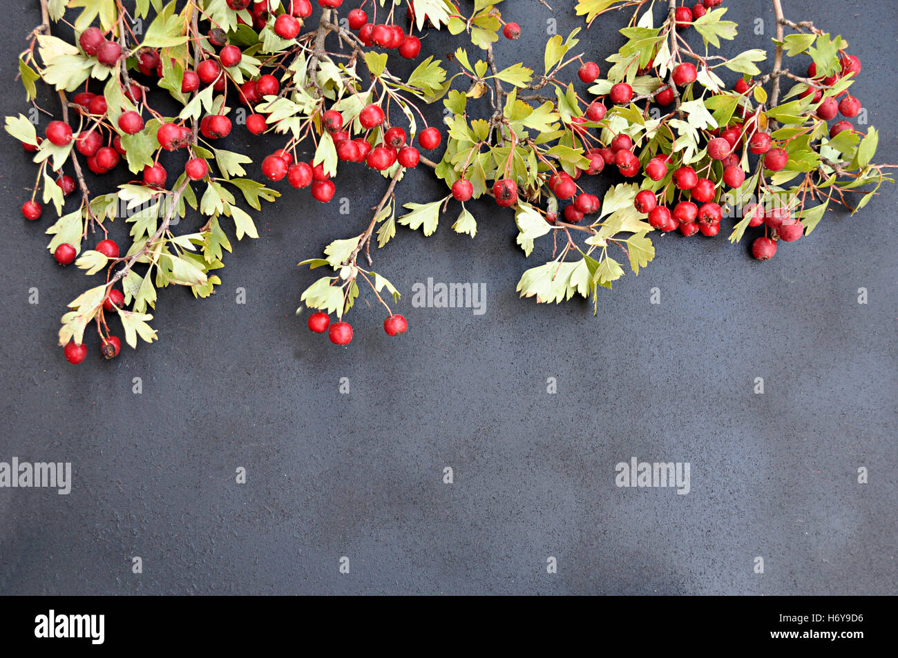 Hackberry tree celtis occidentalis hi-res stock photography and images ...