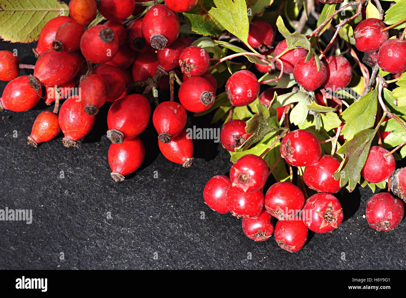 Hackberries hi-res stock photography and images - Alamy