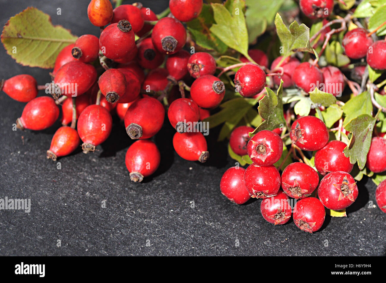 Hackberries hi-res stock photography and images - Alamy