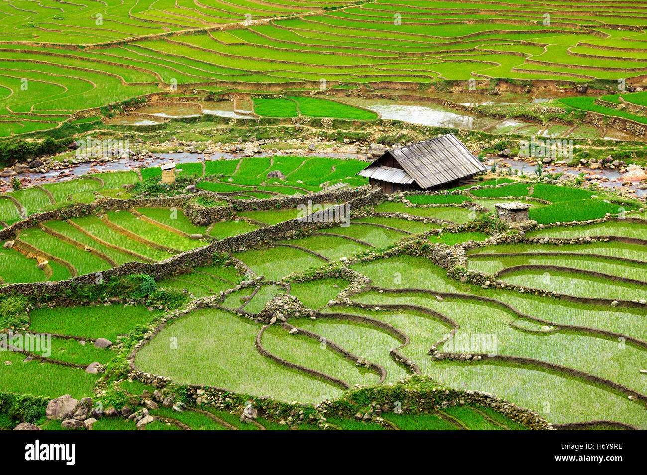 Rice field terraces Stock Photo - Alamy