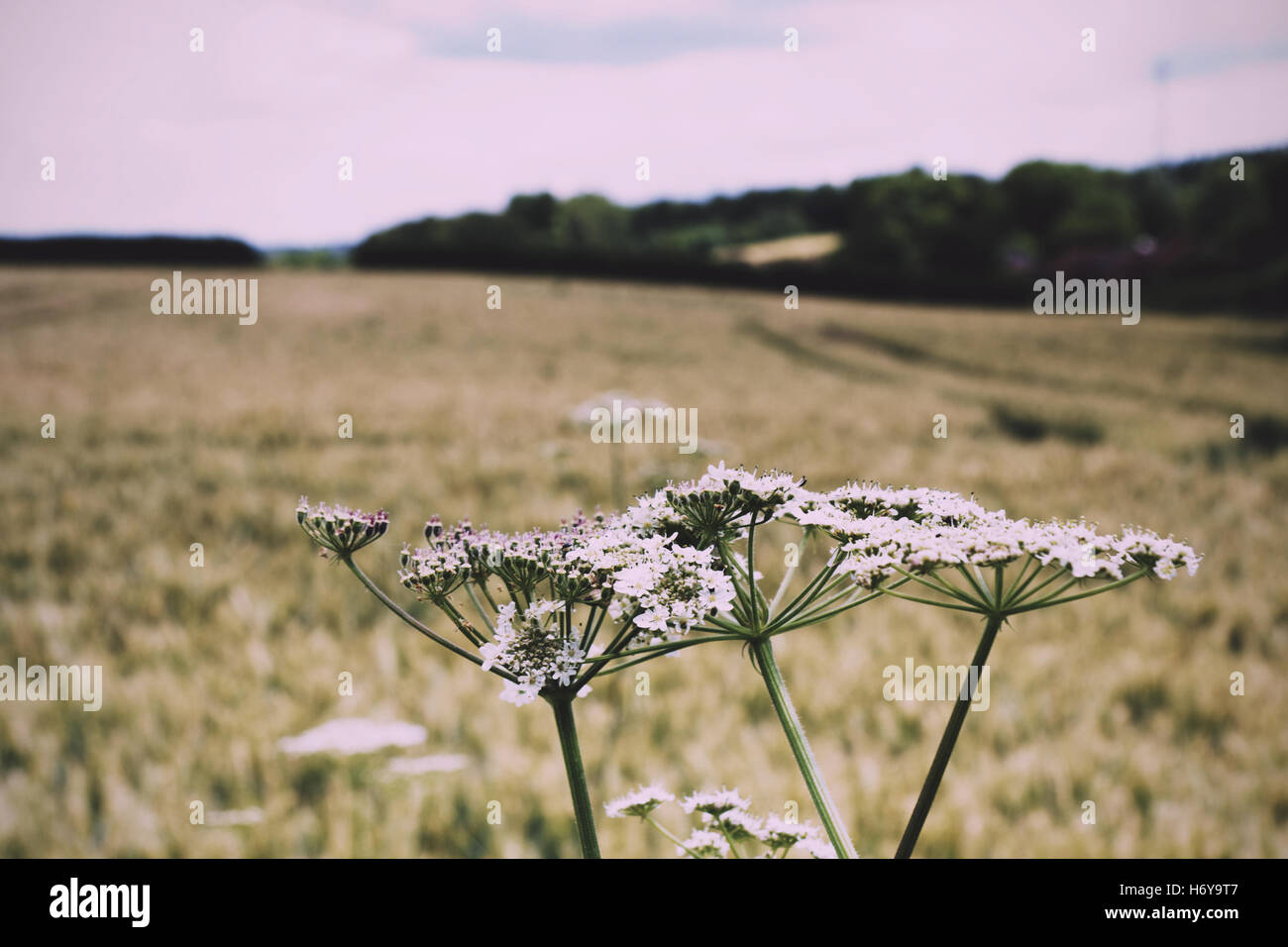 English rural countryside around the Chilterns in England Vintage Retro ...