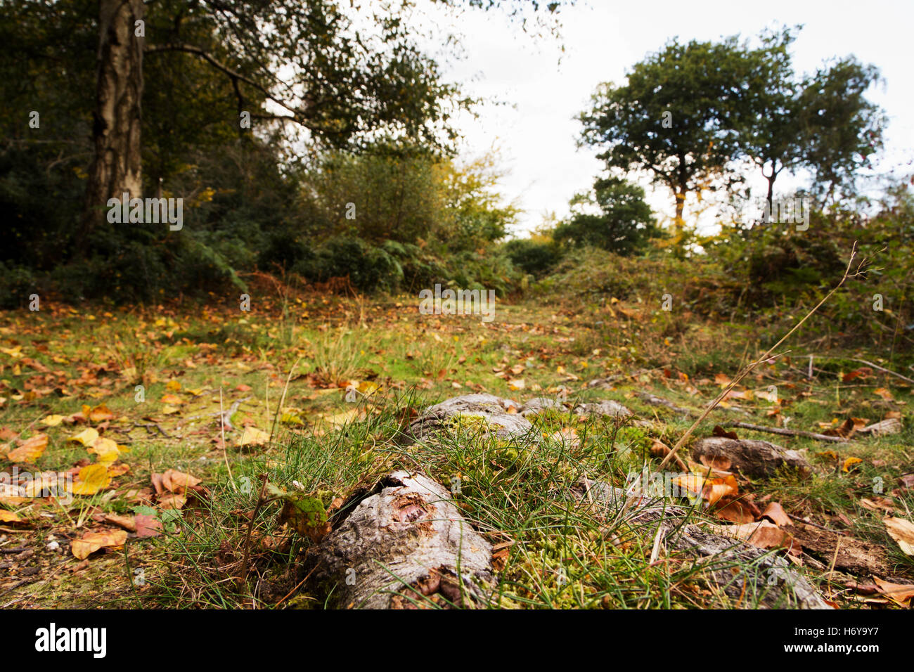 English woodland scene at the start of autumn Stock Photo - Alamy