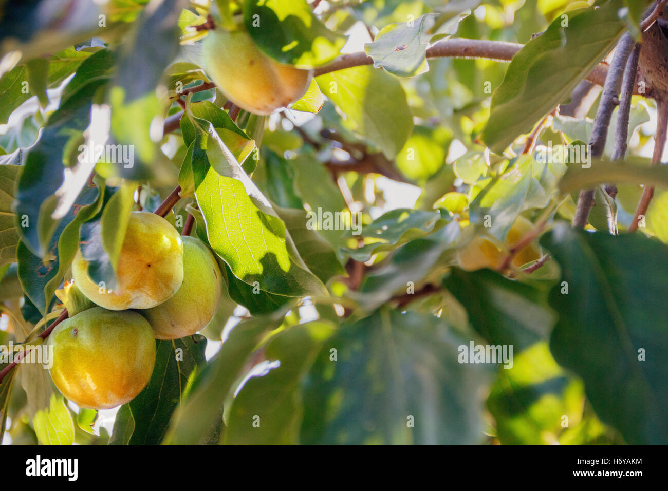 Khaki tree hi-res stock photography and images - Alamy