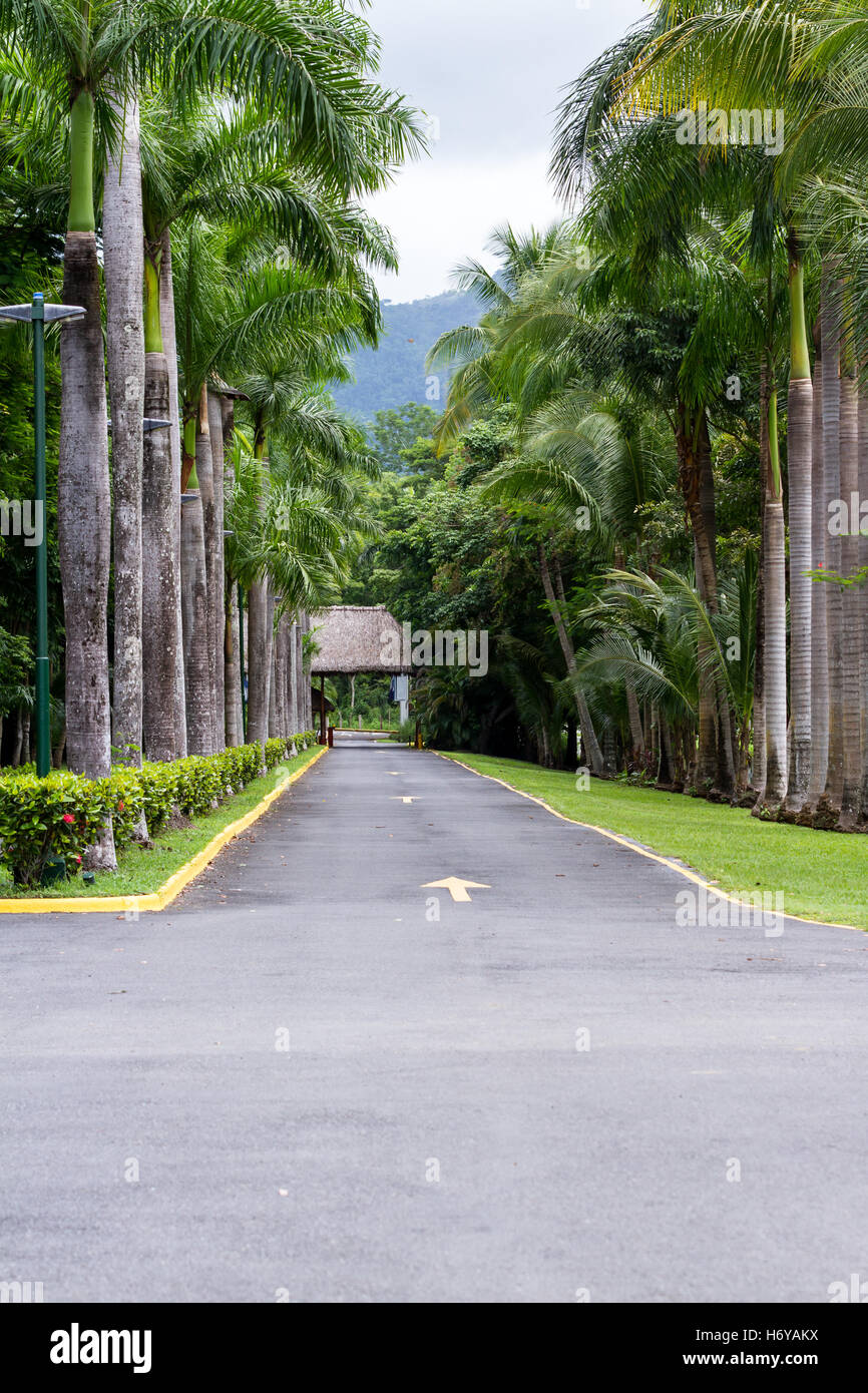Palm lined driveway hi-res stock photography and images - Alamy