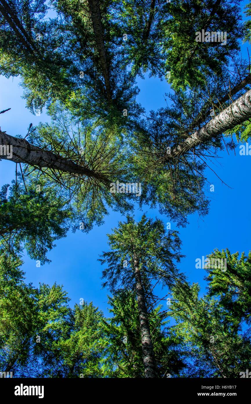 The crowns of a spruce forest hi-res stock photography and images - Alamy
