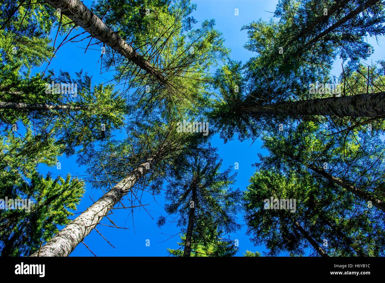 Forest with View to Tree Crowns Stock Photo - Alamy