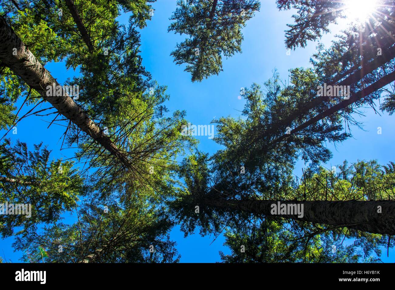 Forest with View to Tree Crowns Stock Photo - Alamy