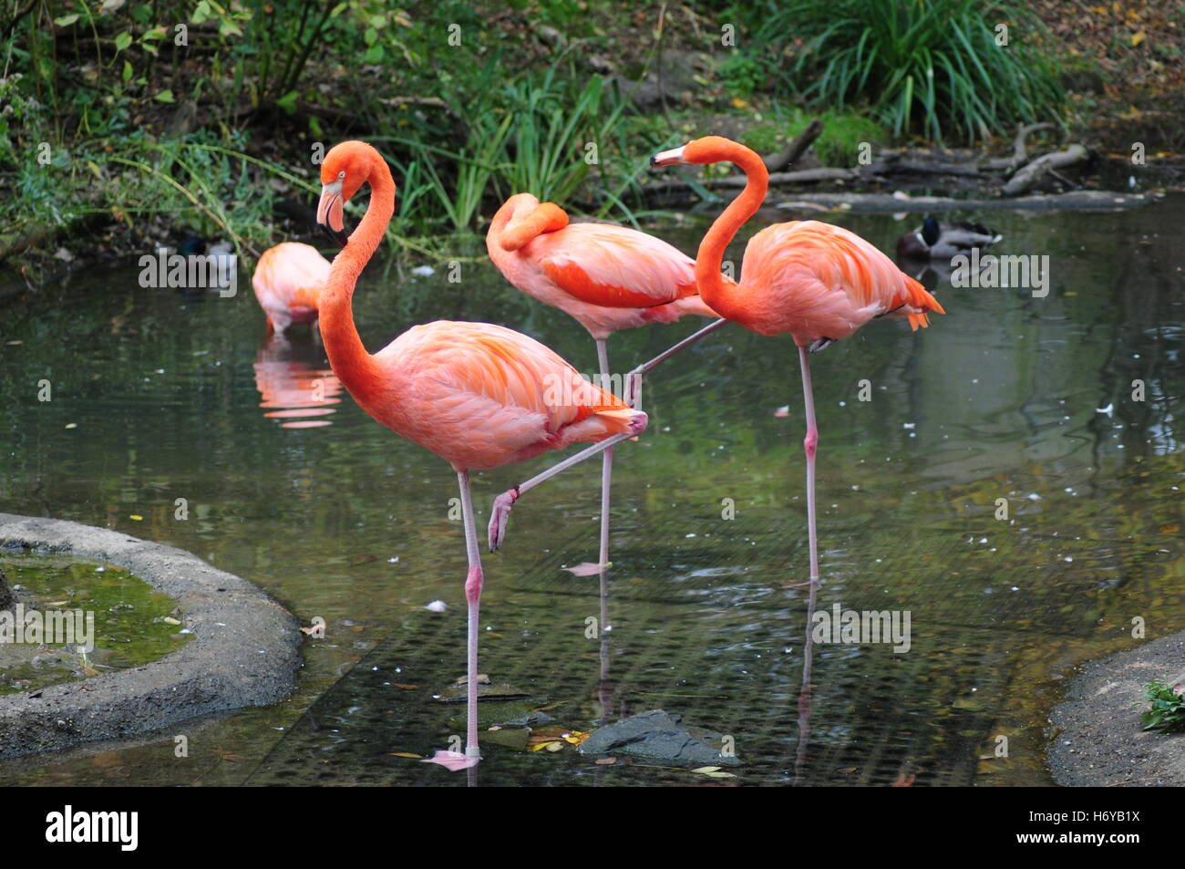 Flamingos at the zoo Stock Photo - Alamy