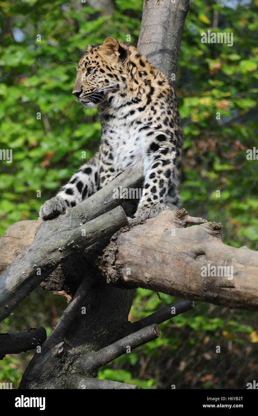 Leopard sitting on branch Stock Photo - Alamy
