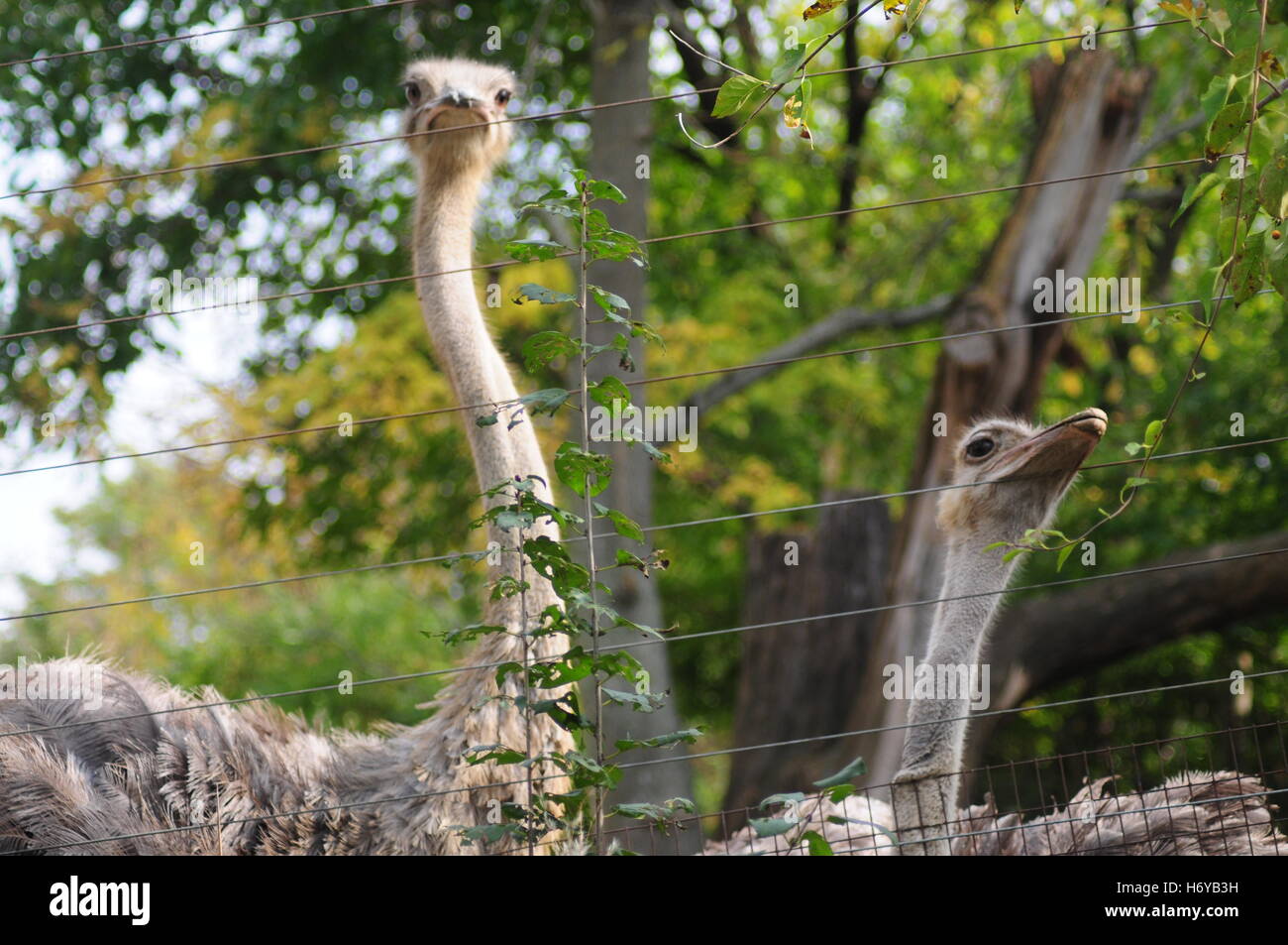 Ostriches at the zoo Stock Photo - Alamy