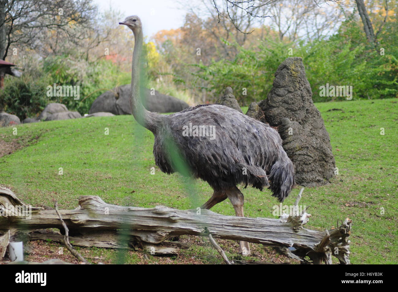Emus at Pittsburgh zoo Stock Photo - Alamy