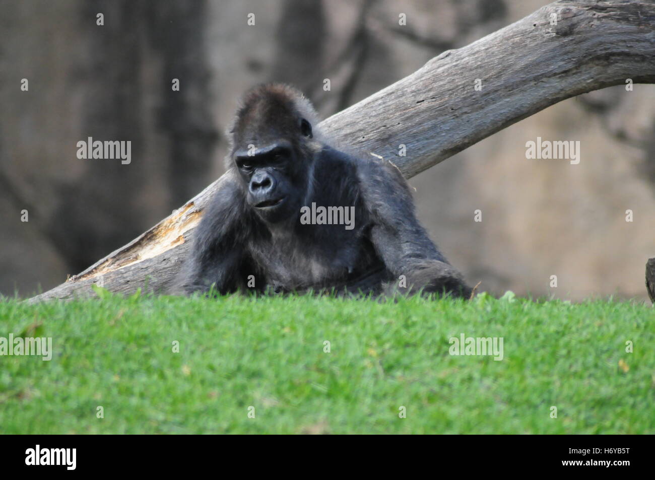 Gorilla at the zoo Stock Photo - Alamy