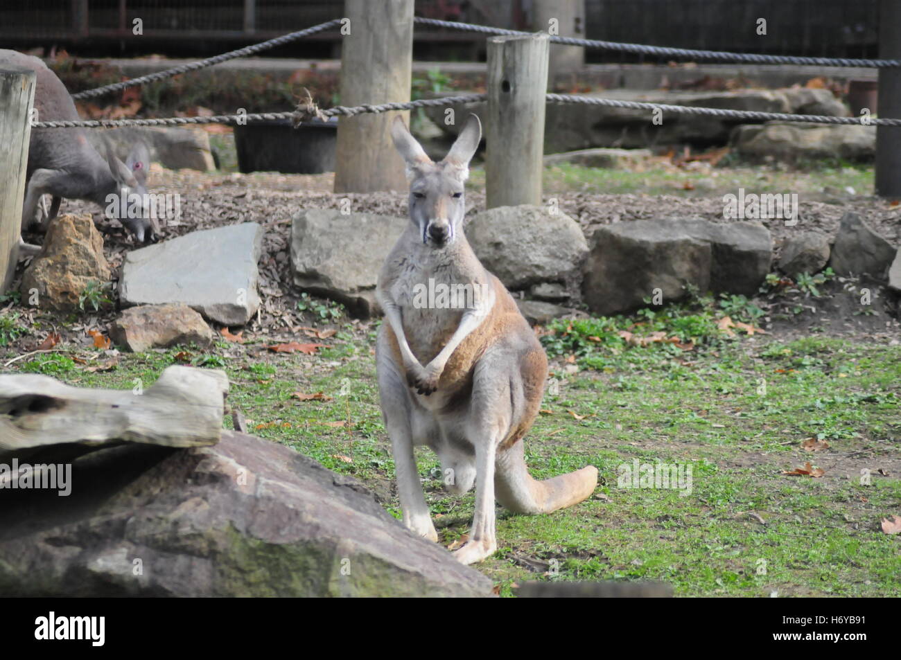 Red Kangaroo at the zoo Stock Photo - Alamy